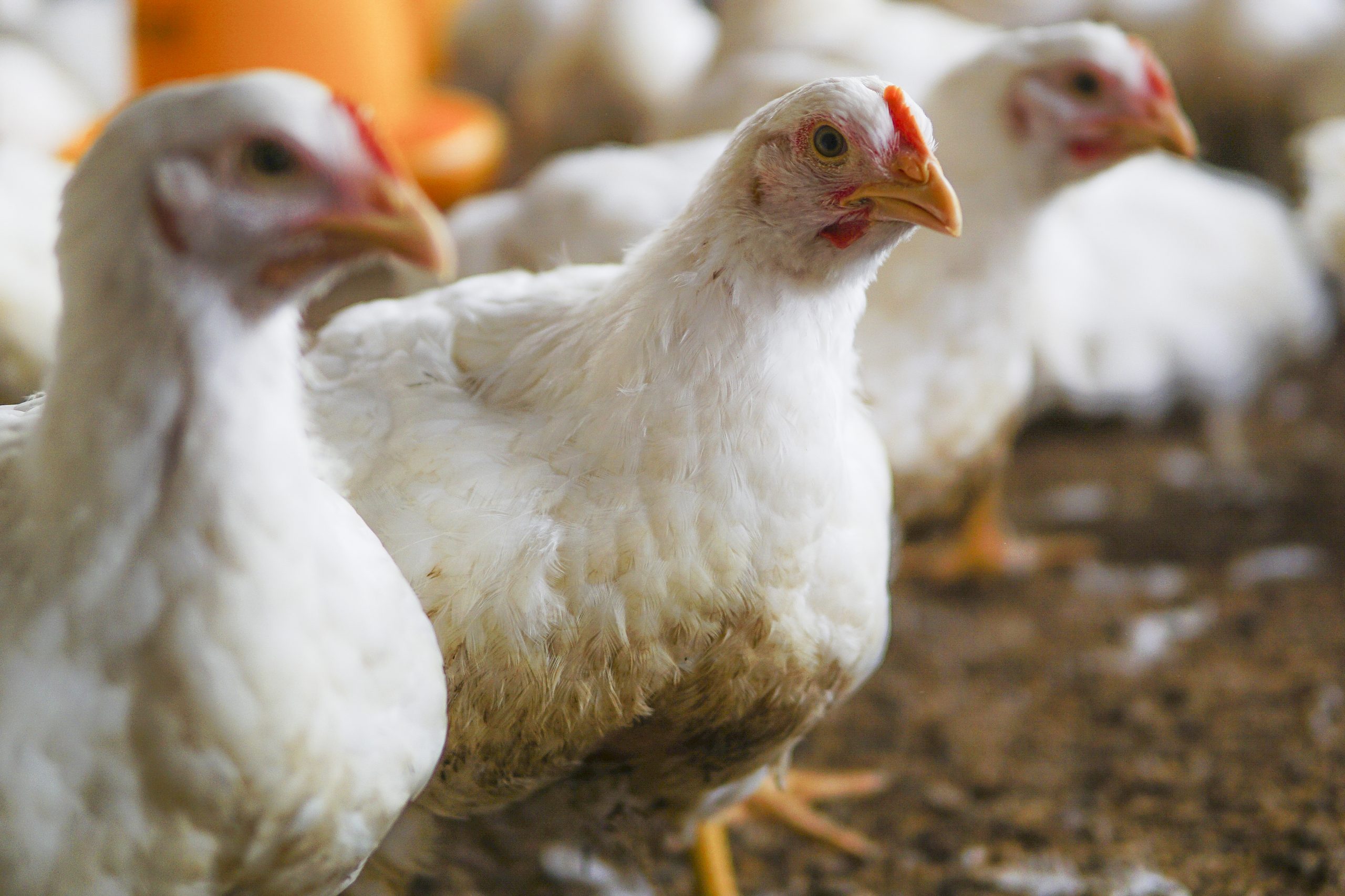 Jeo Feeds – Premium Poultry Solutions